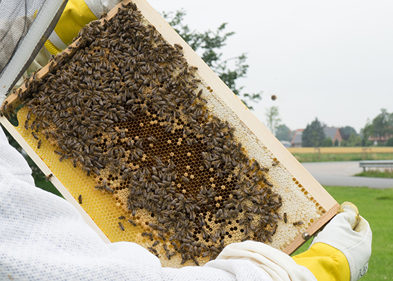 Bee Rent vermietet erfolgreich bundesweit Bienenvölker - SPOT Bremen